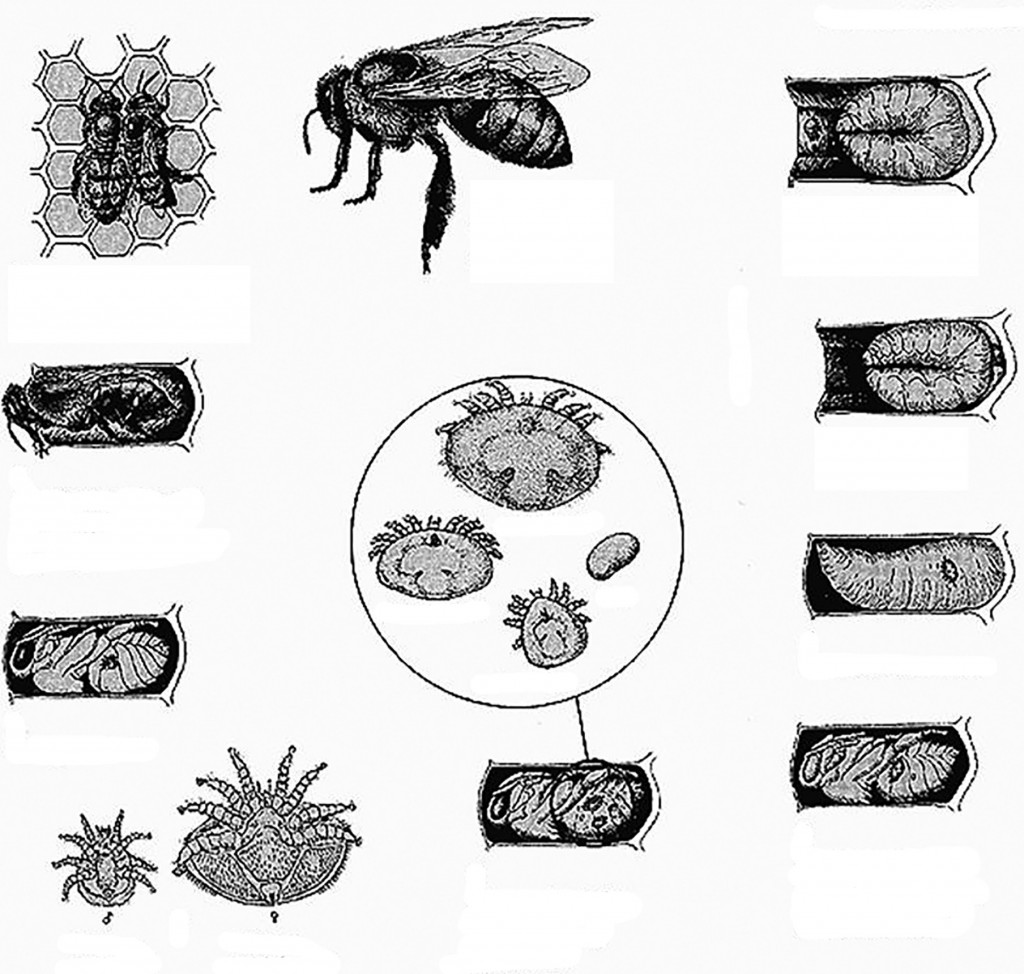 A Closer Look: Varroa Mite Reproduction | Bee Culture
