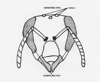 How Bees See And Why It Matters | Bee Culture