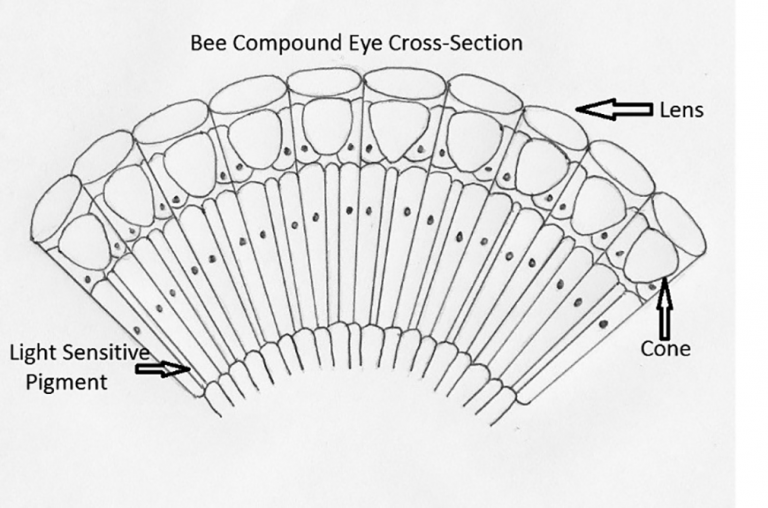 How Bees See And Why It Matters | Bee Culture
