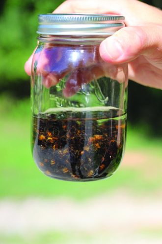 Take Care of the Bees | Bee Culture