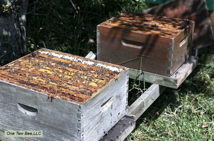 Combining Colonies | Bee Culture