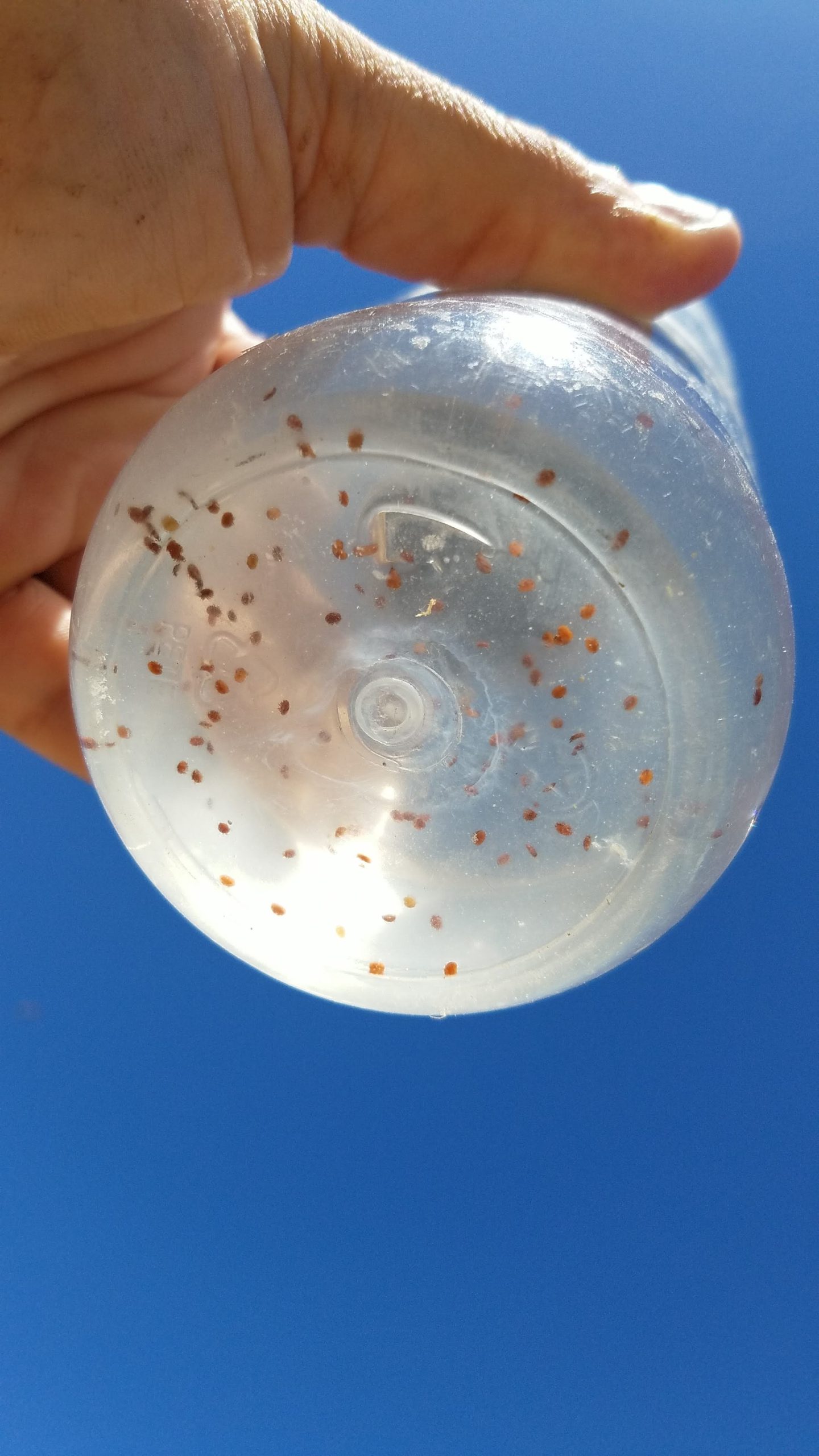 Research at the E. L. Niño Bee Lab at UC Davis | Bee Culture