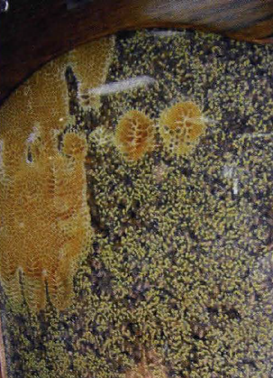 The Bee Space | Bee Culture