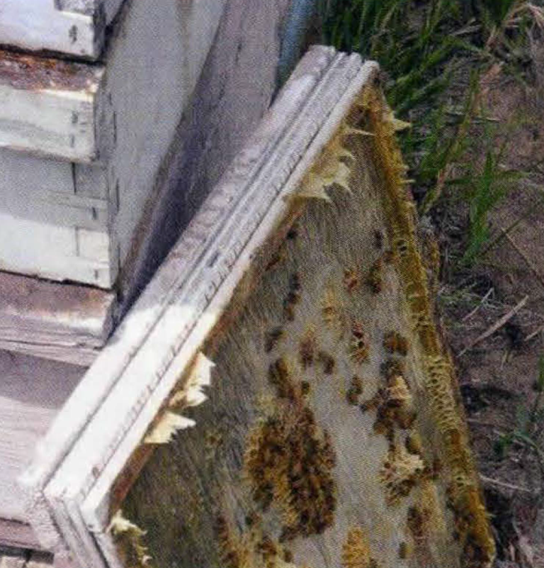 The Bee Space | Bee Culture