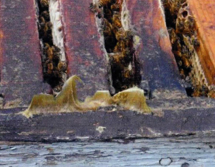 The Bee Space | Bee Culture