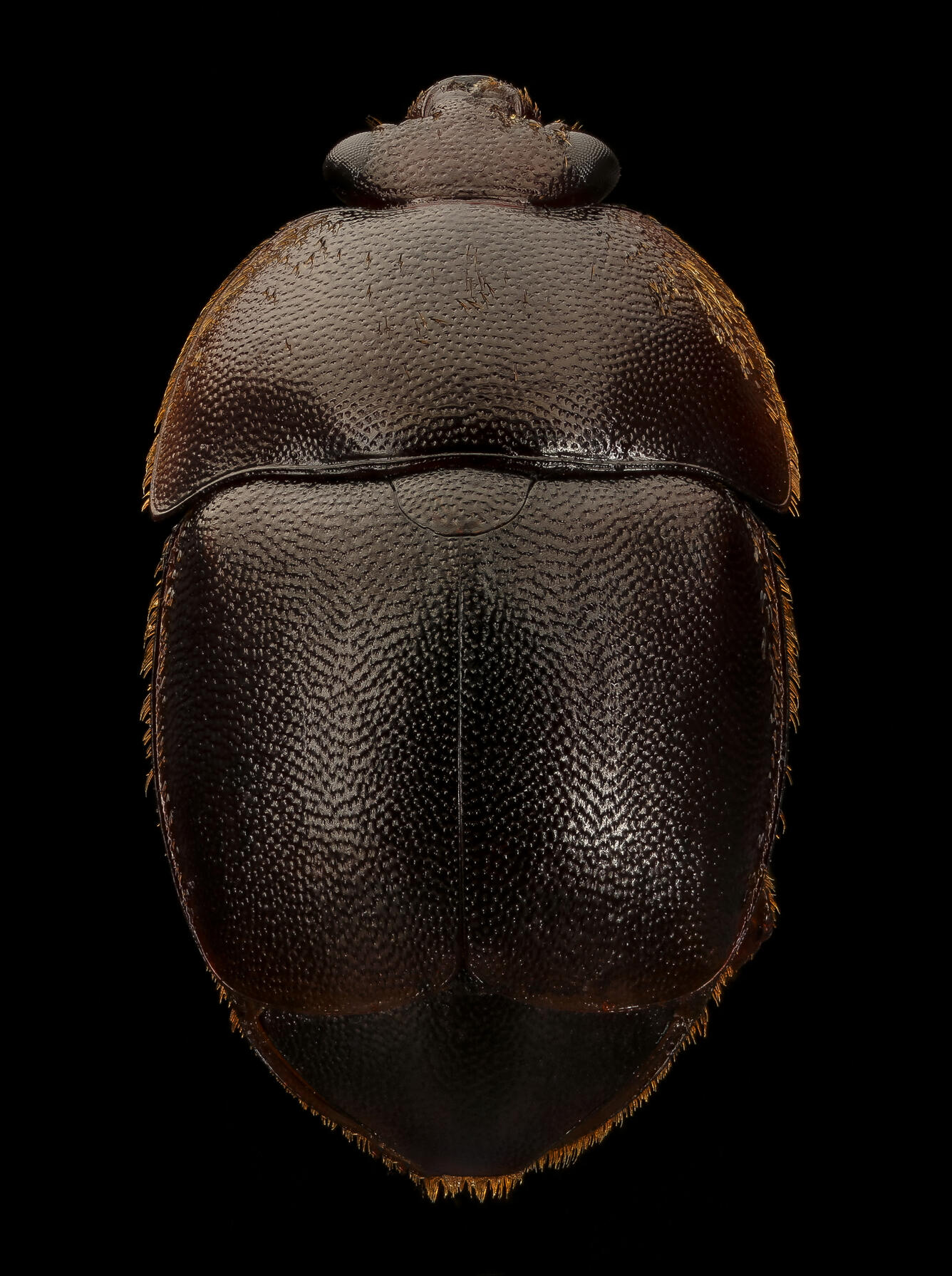Jay1-1 – Bee Culture Magazine