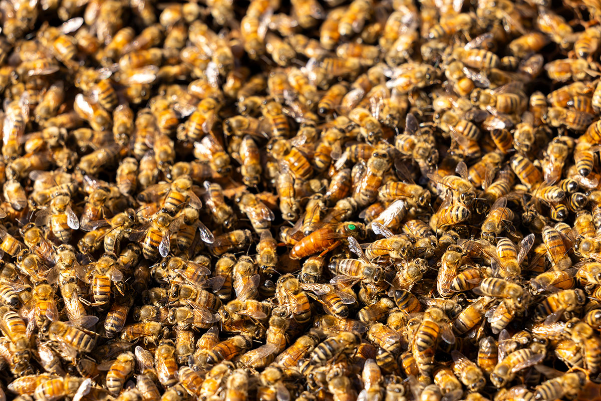 Lameiras1 – Bee Culture Magazine